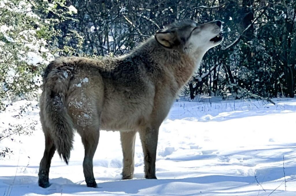 A fight for the pack: Seacrest Wolf Preserve seeks urgent relocation ...